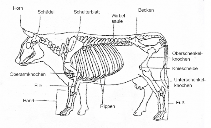 Klassenarbeit zu Rind