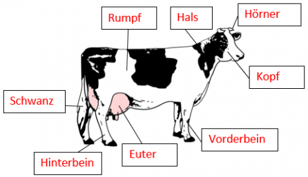 Klassenarbeit zu Rind