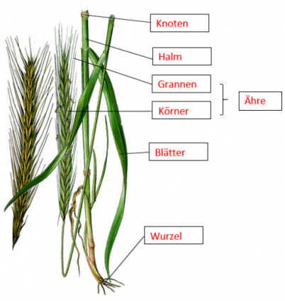 Klassenarbeit zu Getreide