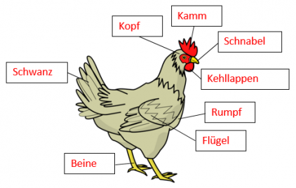 Klassenarbeit zu Huhn